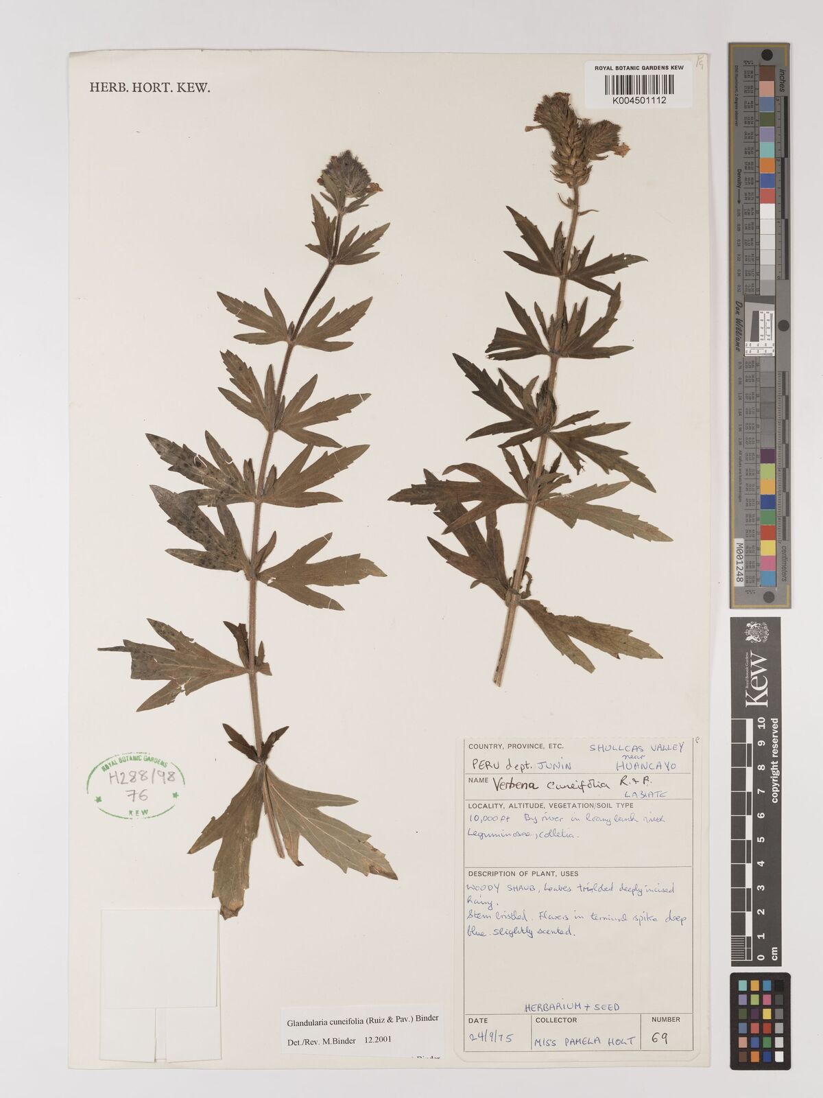 Glandularia cuneifolia (Ruiz & Pav.) O'Leary & Múlgura | Plants of the ...