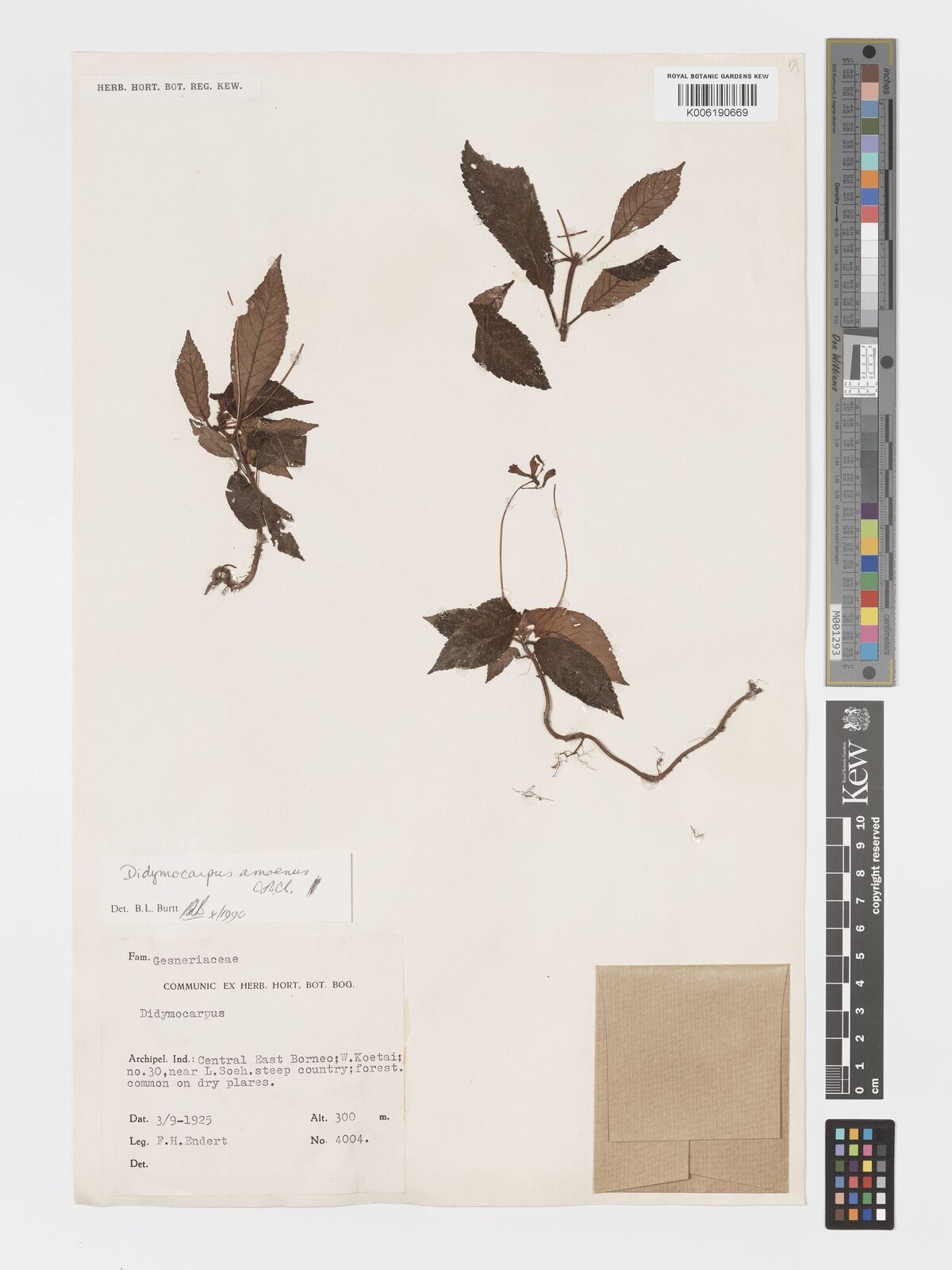 Codonoboea amoena (C.B.Clarke) A.Weber | Plants of the World Online ...