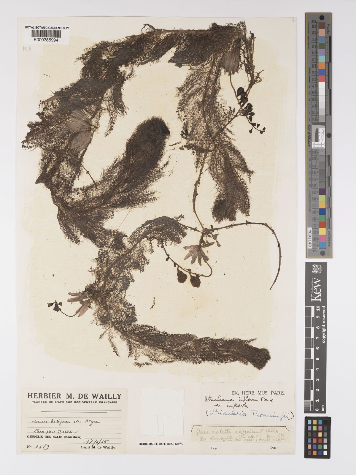 Utricularia inflexa Forssk. | Plants of the World Online | Kew Science