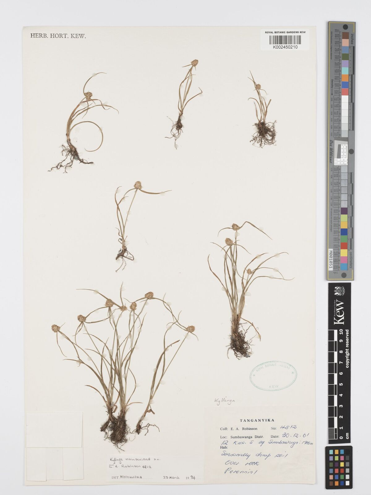 Cyperus robinsonianus (Mtot.) Lye | Plants of the World Online | Kew ...