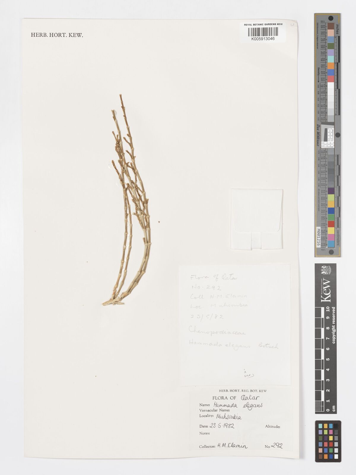 Haloxylon salicornicum (Moq.) Bunge ex Boiss. | Plants of the World ...