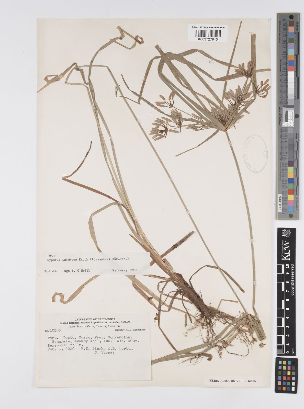 Cyperus incomtus Kunth | Plants of the World Online | Kew Science