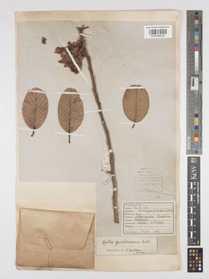 Monotes katangensis (De Wild.) De Wild. | Plants of the World Online ...