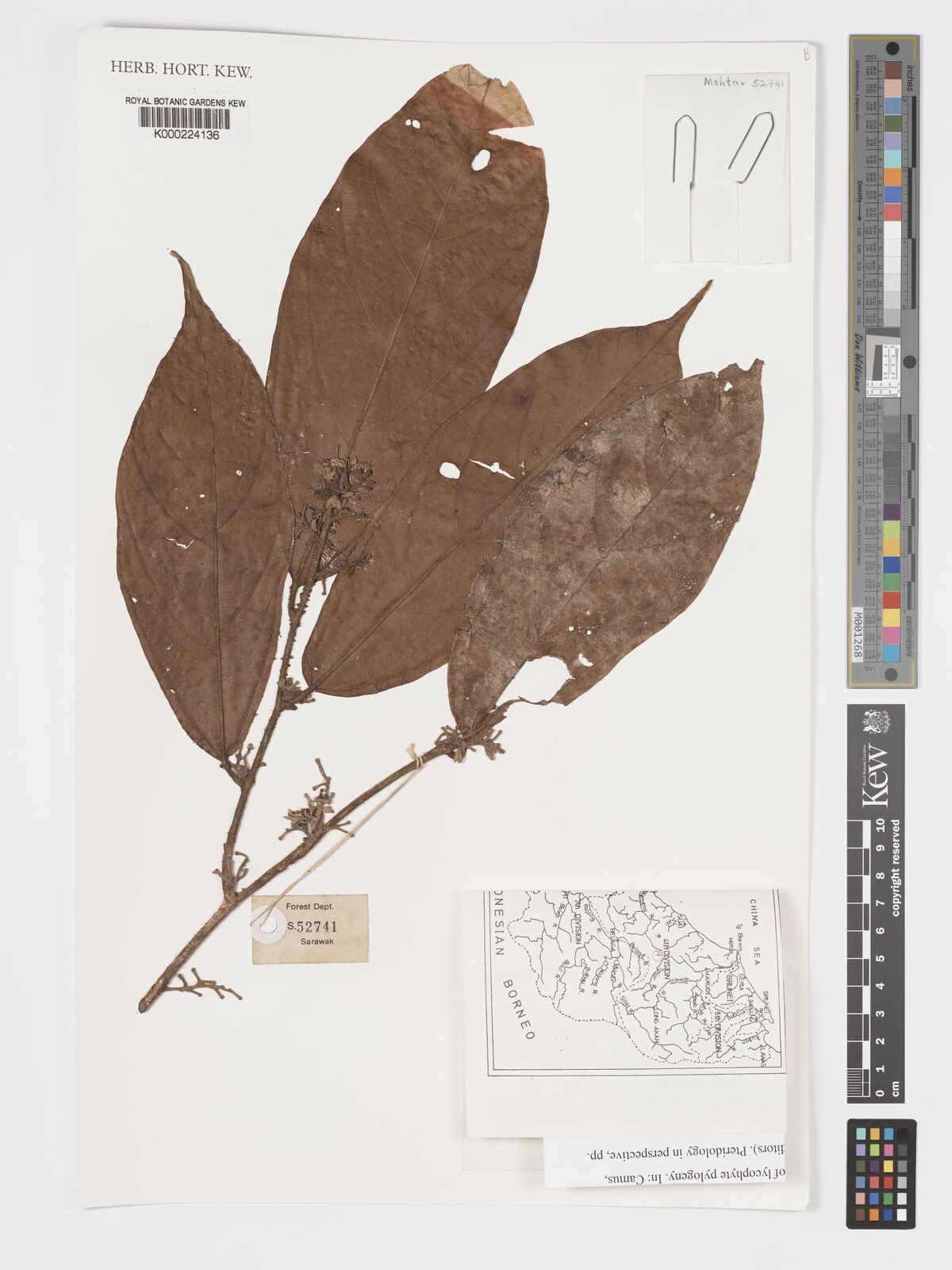 Microcos opaca (Korth.) Burret | Plants of the World Online | Kew Science