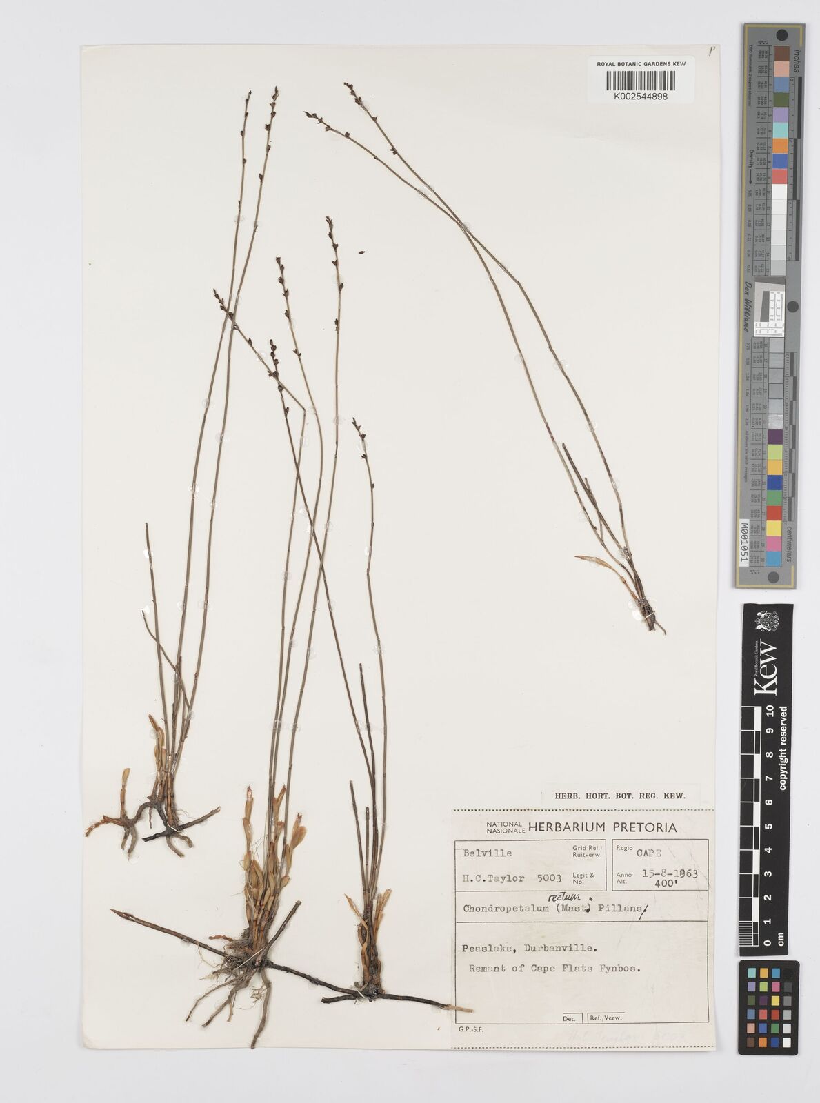 Elegia recta (Mast.) Moline & H.P.Linder | Plants of the World Online ...