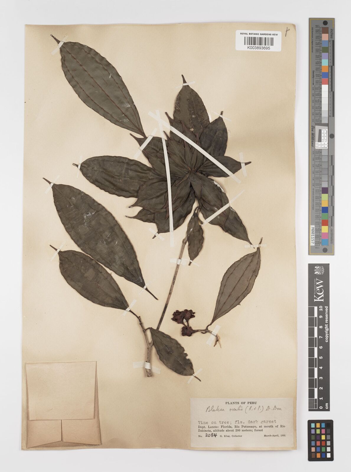 Blakea ovalis D.Don | Plants of the World Online | Kew Science