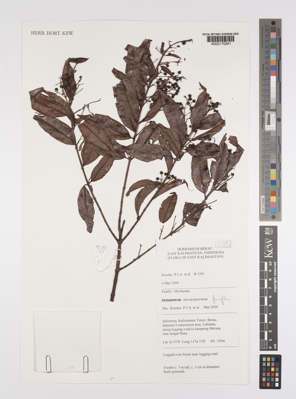 Decaspermum parviflorum (Lam.) A.J.Scott | Plants of the World Online ...