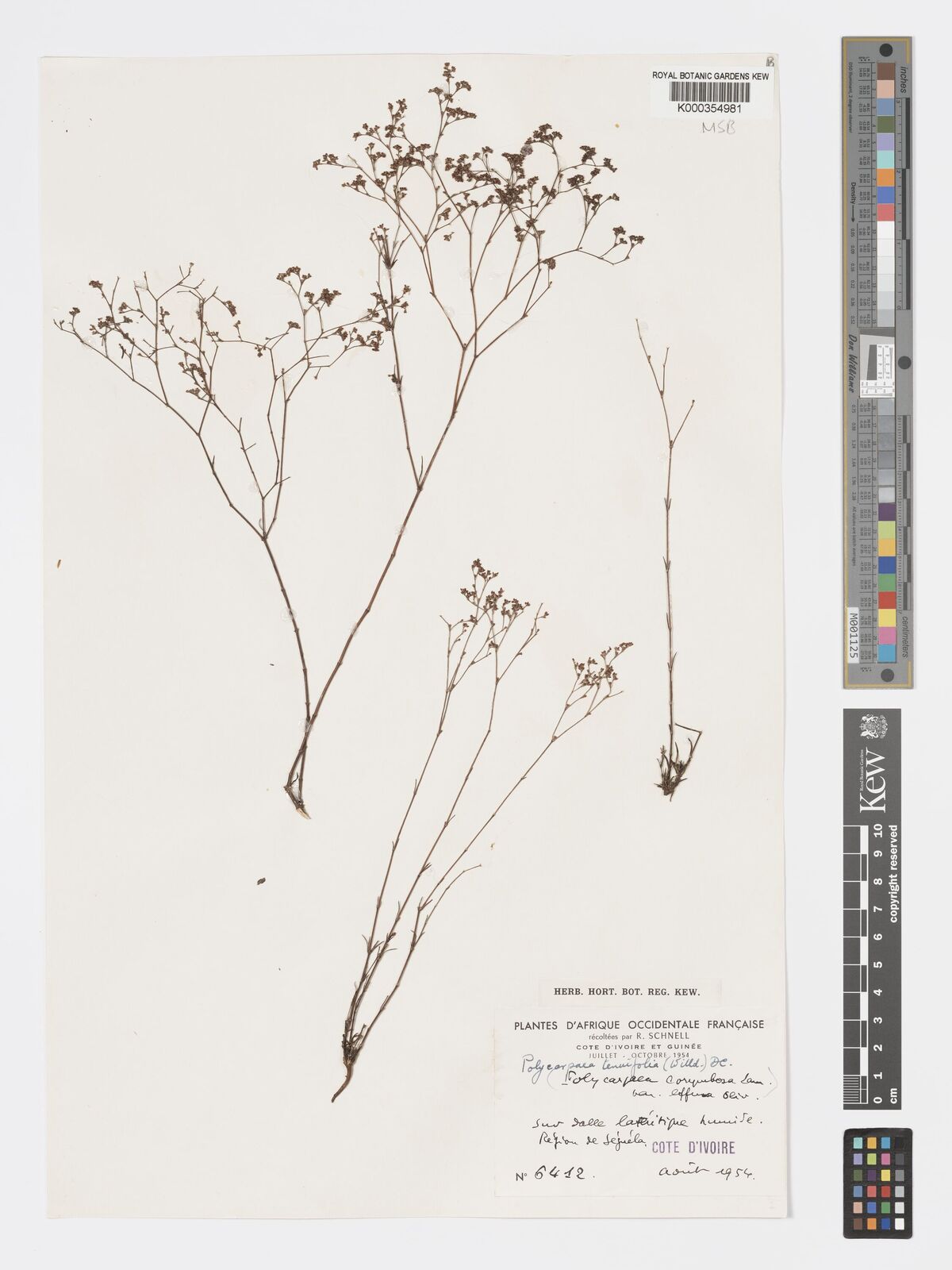 Polycarpaea tenuifolia (Willd.) Coyte | Plants of the World Online ...