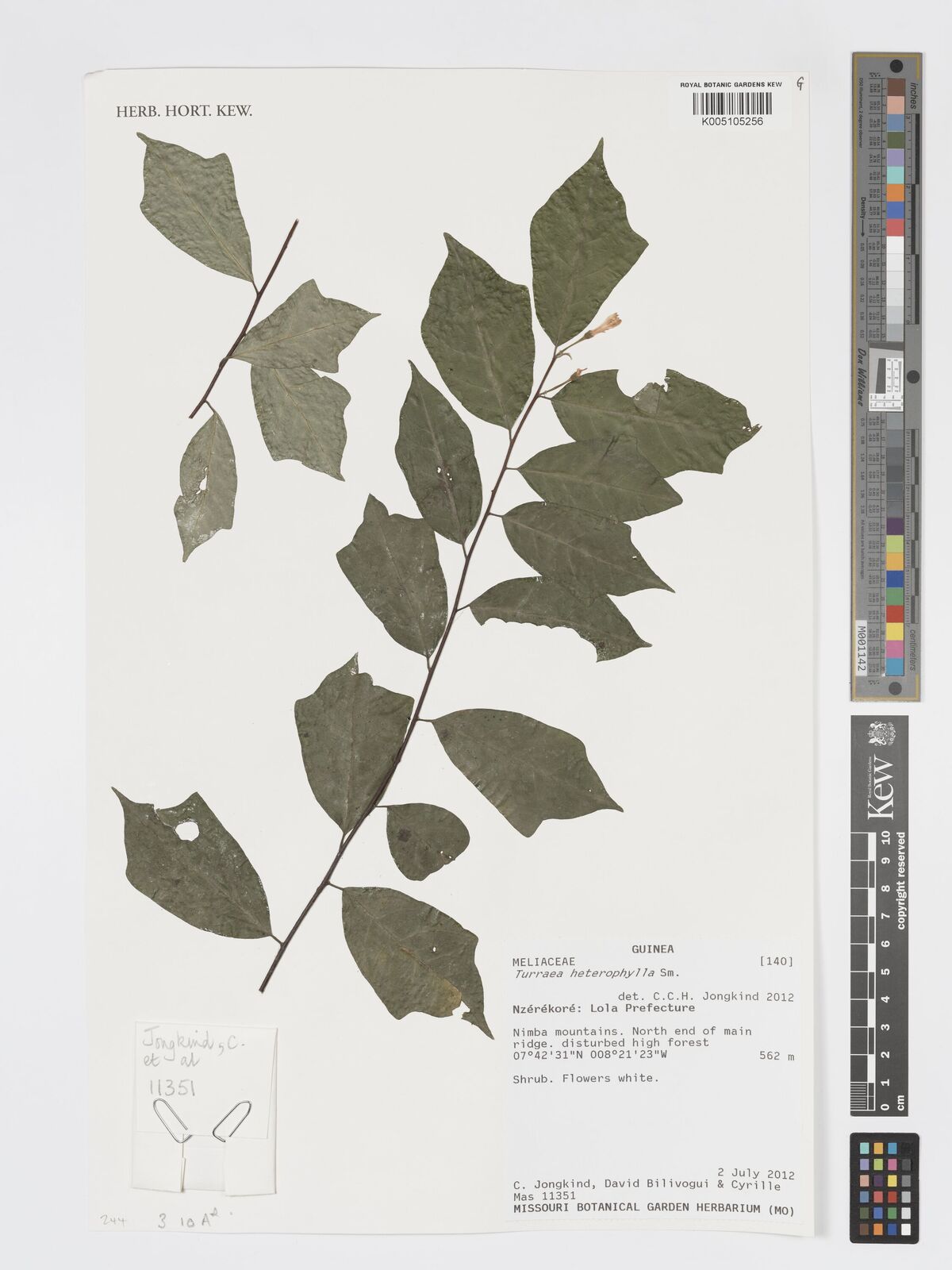 Turraea heterophylla Sm. | Plants of the World Online | Kew Science