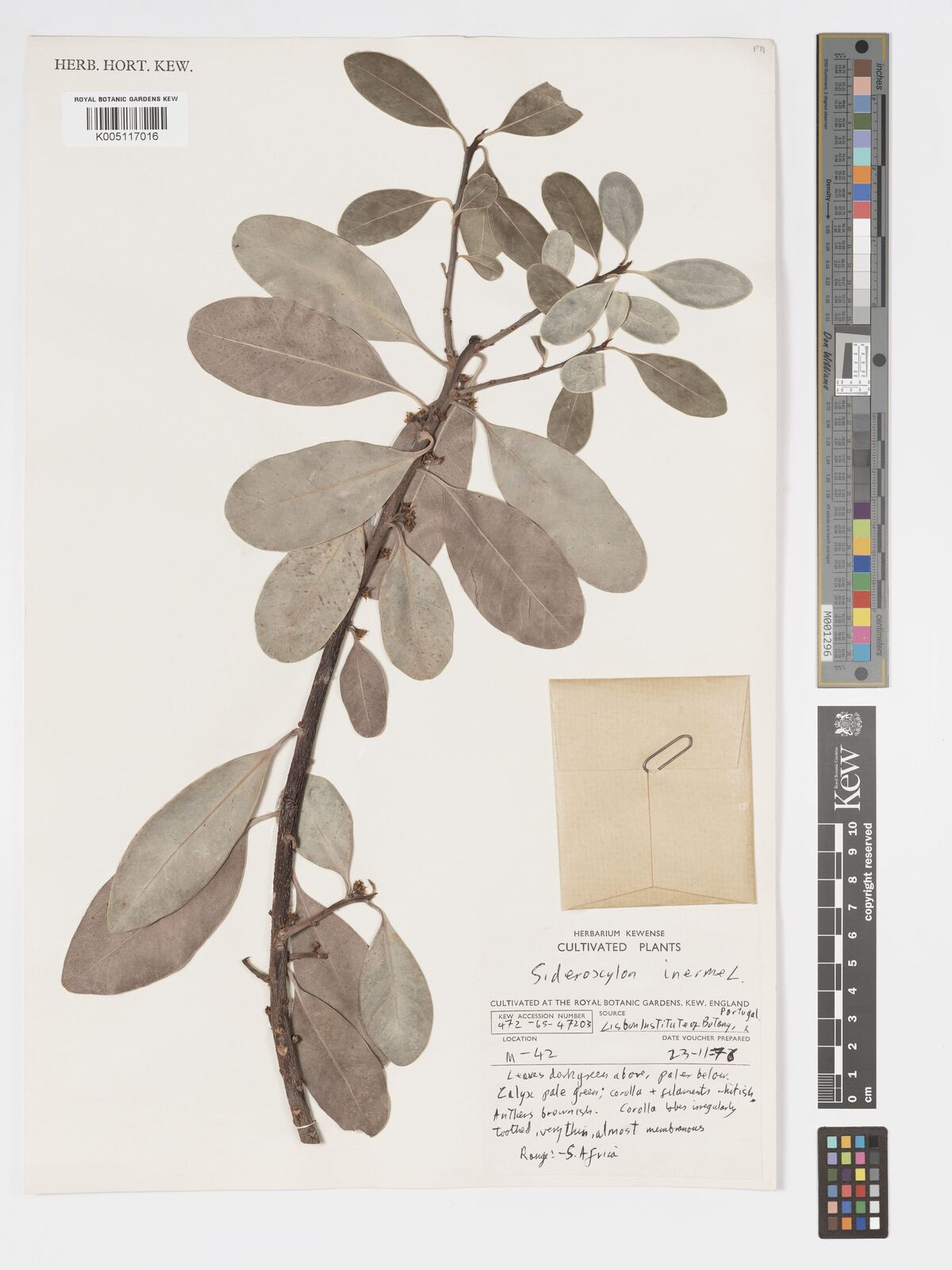Sideroxylon inerme L. | Plants of the World Online | Kew Science