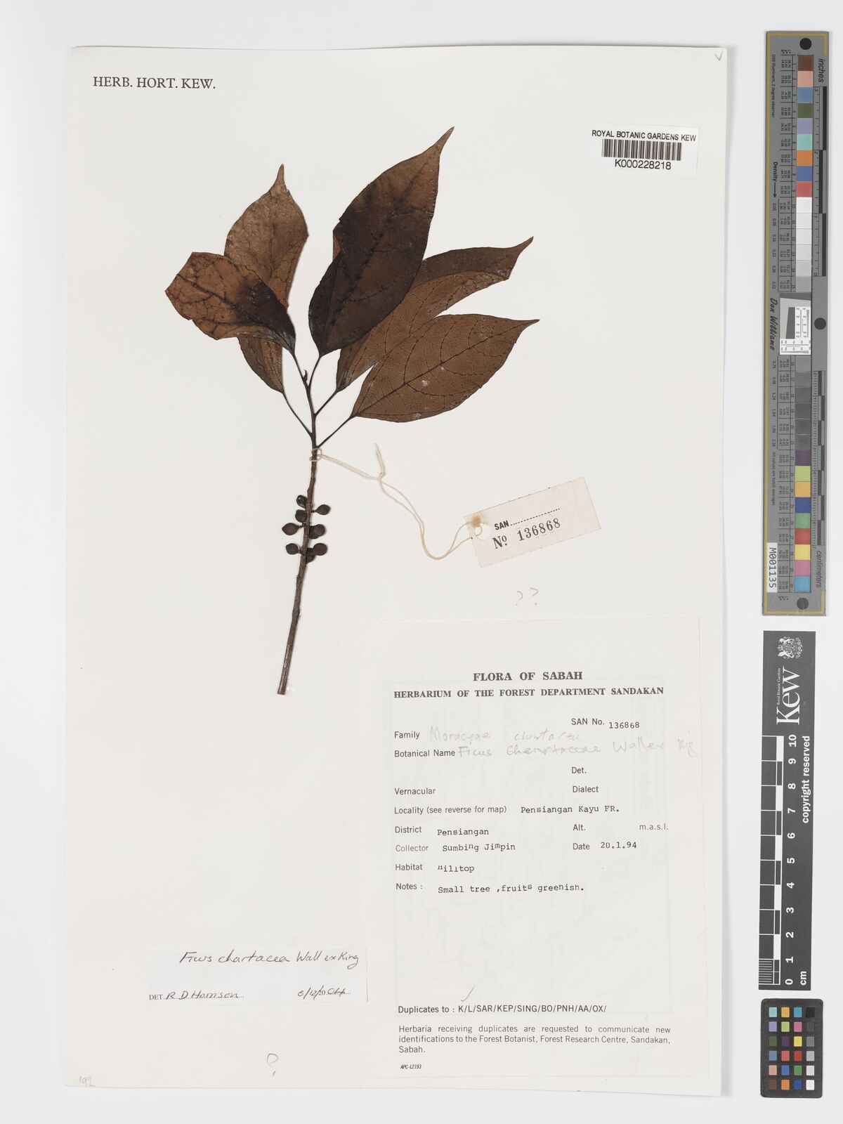 Ficus chartacea (Wall. ex Kurz) Wall. ex King | Plants of the World ...