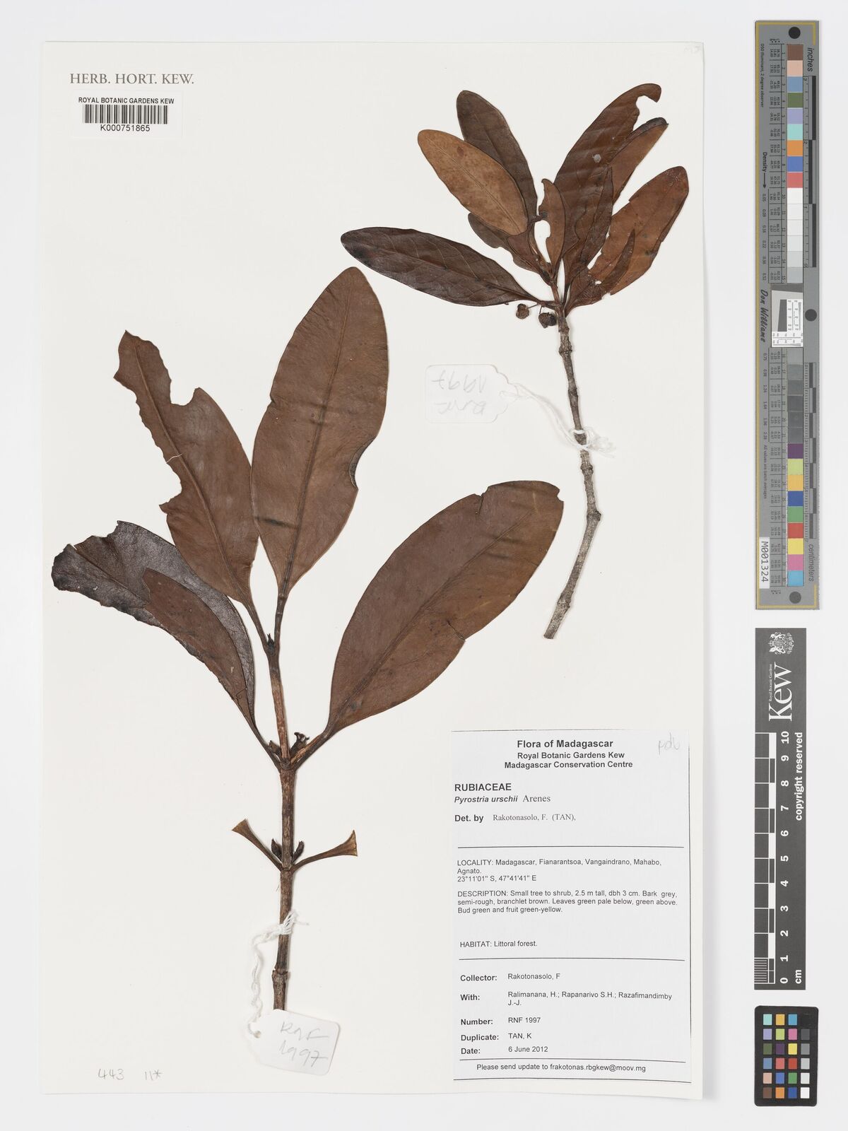 Pyrostria urschii Arènes ex Cavaco | Plants of the World Online | Kew ...