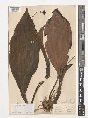 Calanthe masuca (D.Don) Lindl. | Plants of the World Online | Kew Science