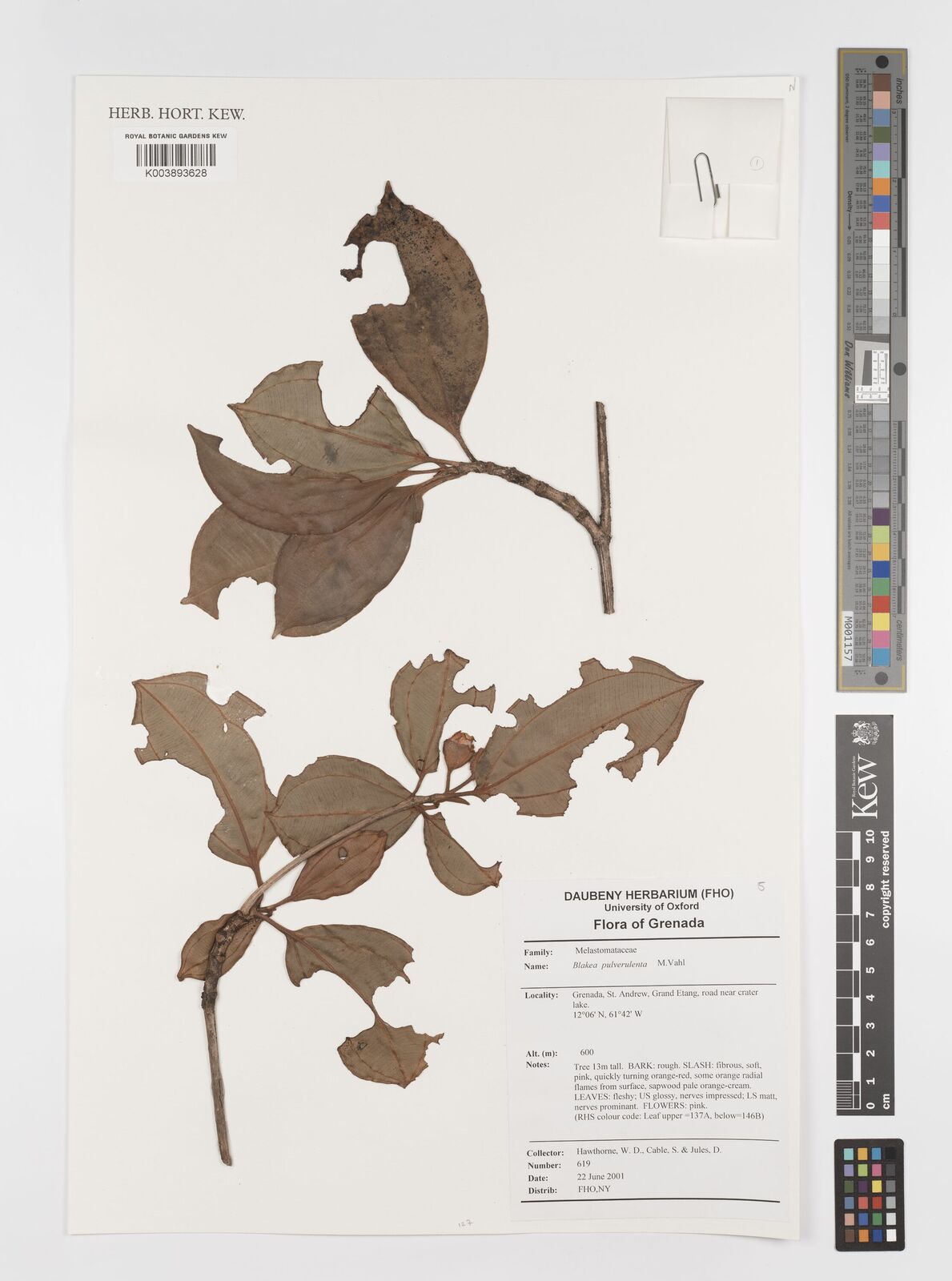 Blakea pulverulenta Vahl | Plants of the World Online | Kew Science