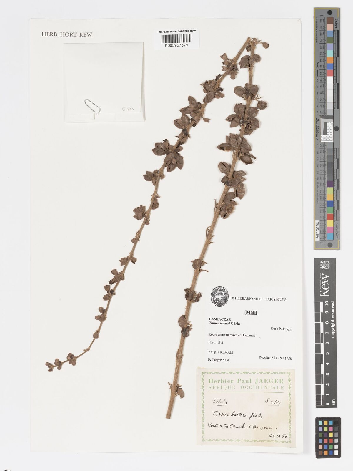 Tinnea barteri Gürke | Plants of the World Online | Kew Science