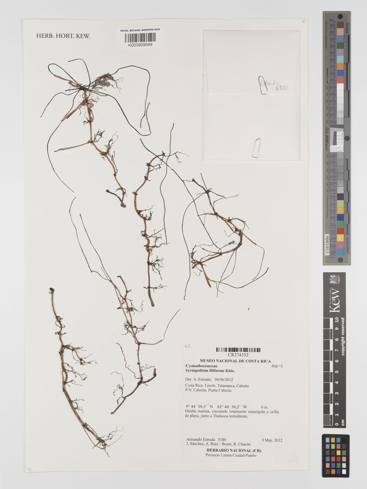 Syringodium Kütz. | Plants of the World Online | Kew Science