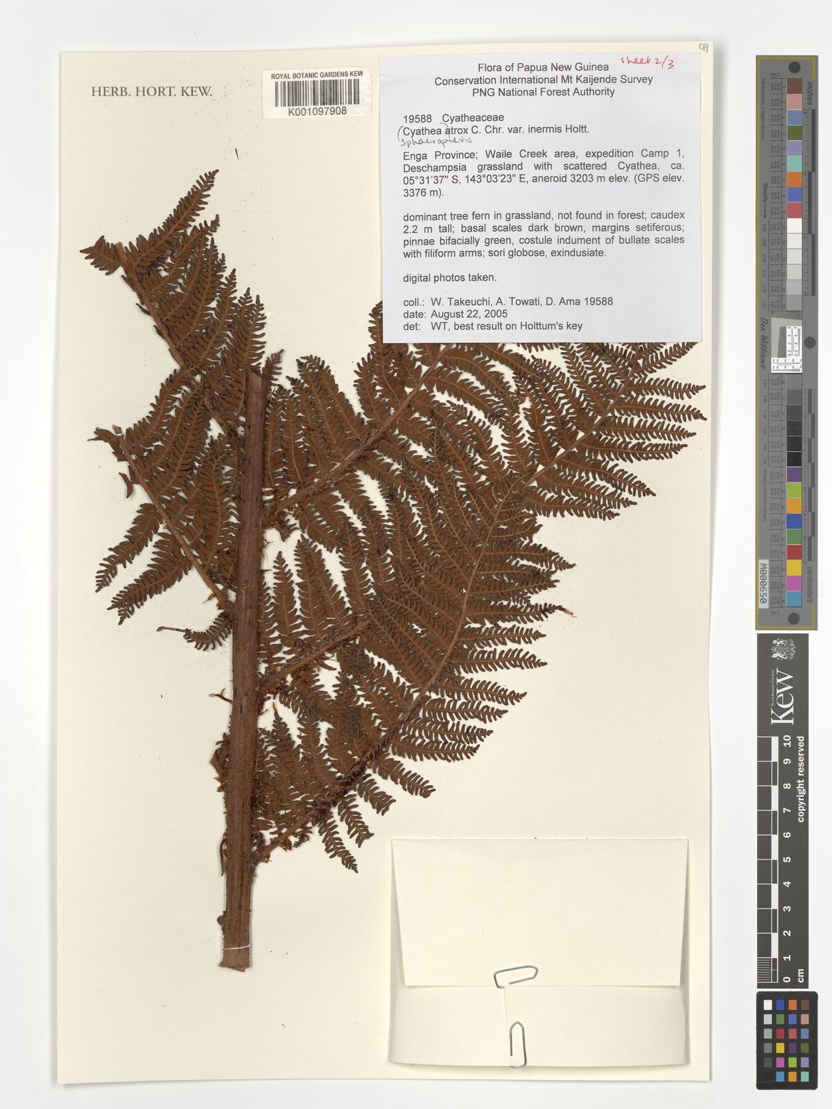 Sphaeropteris atrox (C.Chr.) R.M.Tryon | Plants of the World Online ...