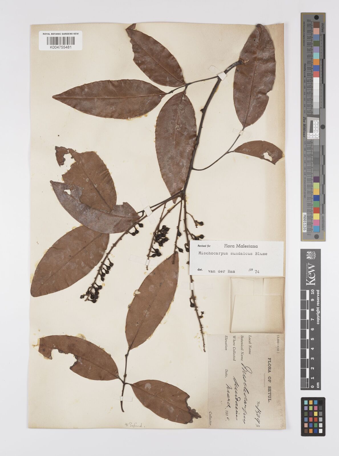 Mischocarpus sundaicus Blume | Plants of the World Online | Kew Science