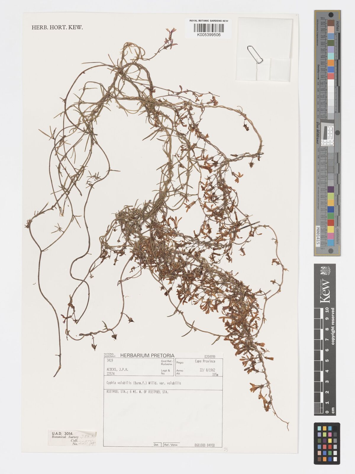 Cyphia volubilis (Burm.f.) Willd. | Plants of the World Online | Kew ...