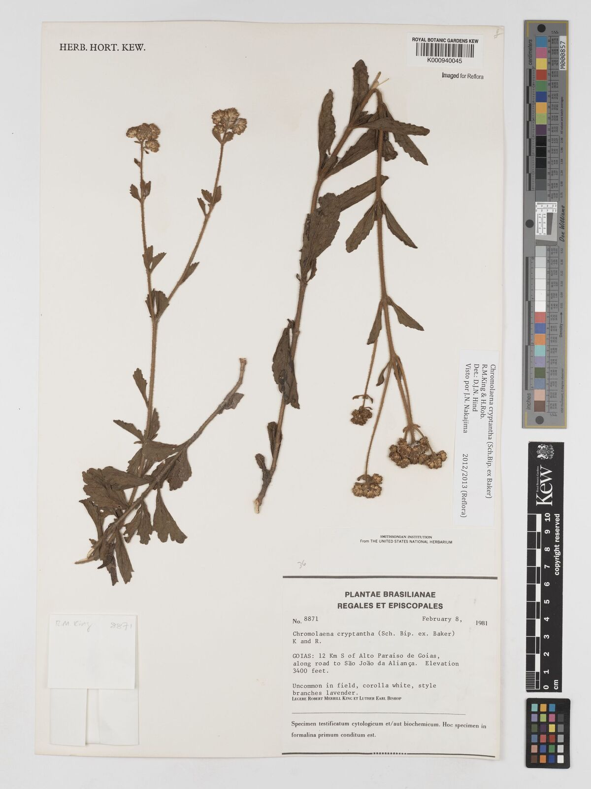 Chromolaena cryptantha (Baker) R.M.King & H.Rob. | Plants of the World ...