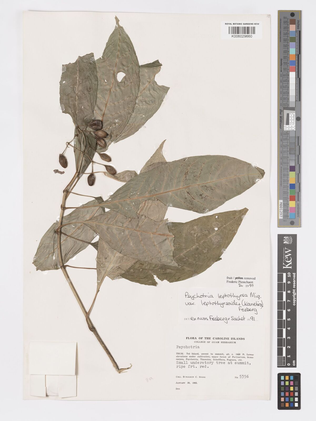 Eumachia leptothyrsa var. leptothyrsoides (Kaneh.) Barrabé, C.M.Taylor ...