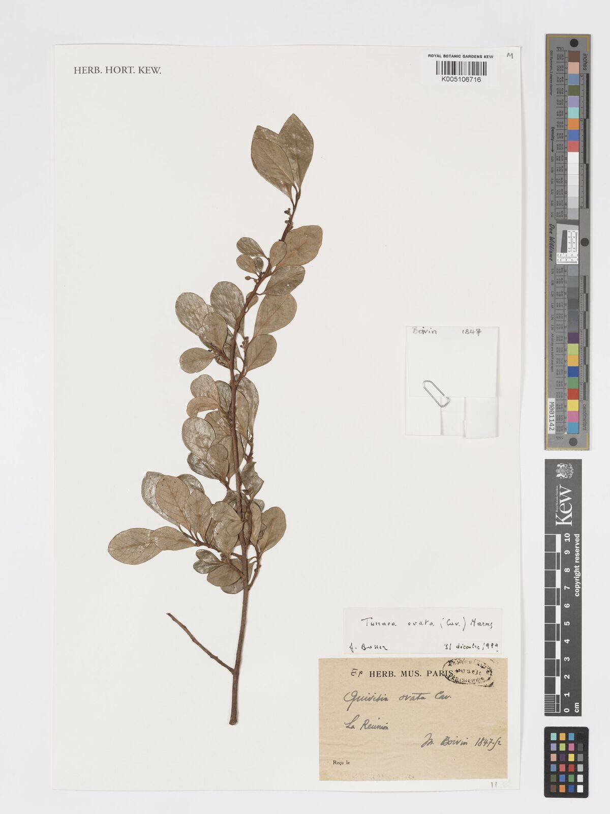 Turraea ovata (Cav.) Harms | Plants of the World Online | Kew Science