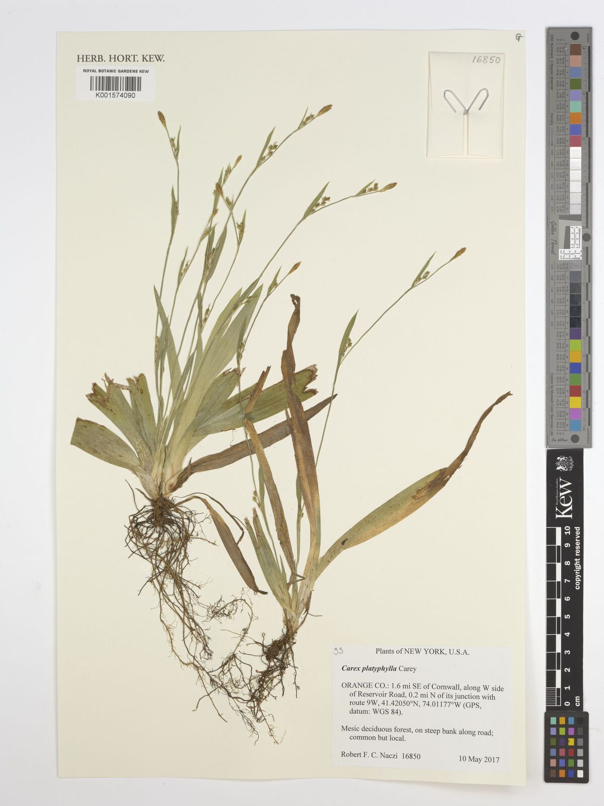 Carex platyphylla J.Carey | Plants of the World Online | Kew Science