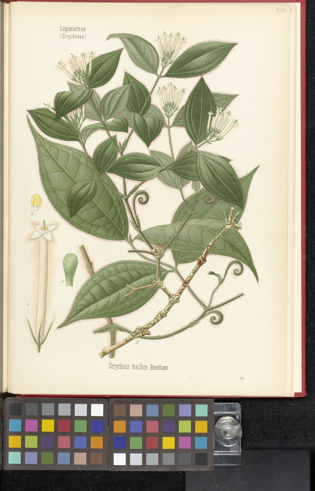 Strychnos toxifera R.H.Schomb. ex Lindl. | Colombian Plants made accessible