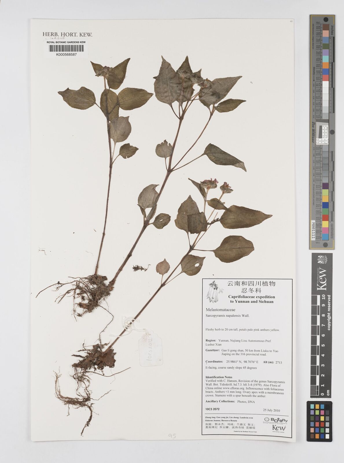 Sarcopyramis napalensis Wall. | Plants of the World Online | Kew Science