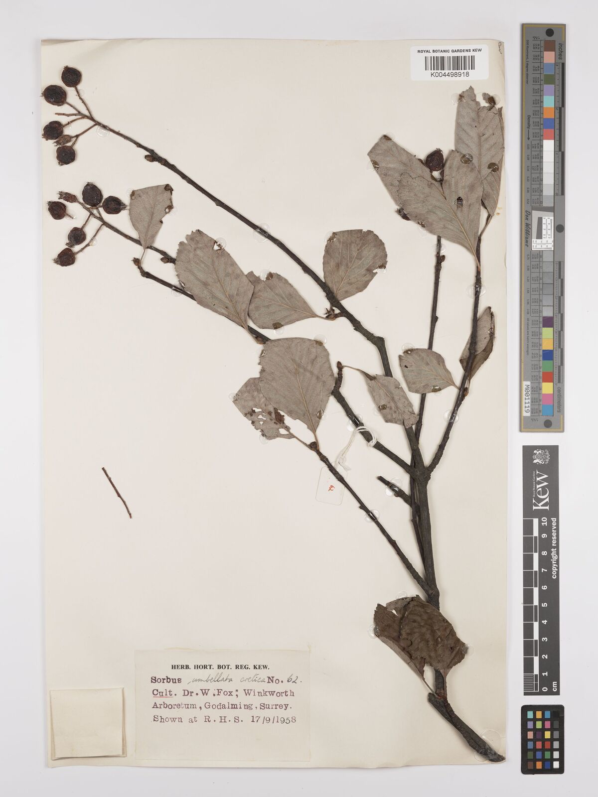 Aria graeca (Spach) M.Roem. | Plants of the World Online | Kew Science