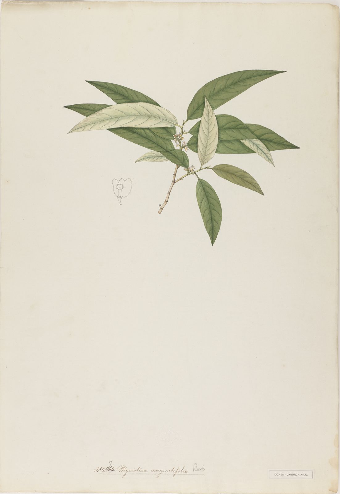 Knema angustifolia (Roxb.) Warb. | Plants of the World Online | Kew Science