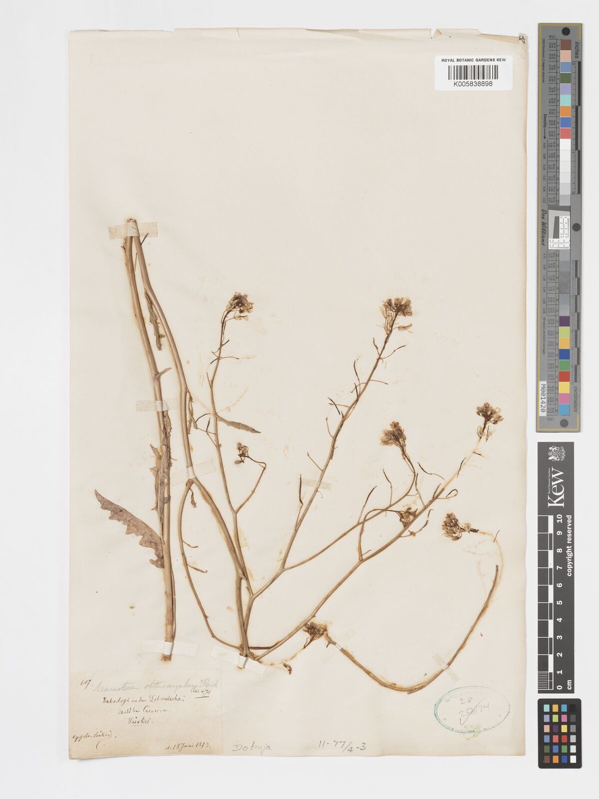 Coincya monensis subsp. cheiranthos (Vill.) C.Aedo Pérez, Leadlay ...