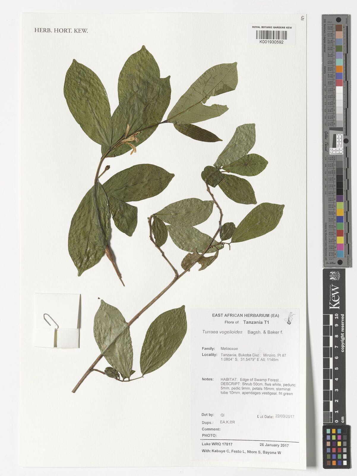 Turraea vogelioides Bagsh. | Plants of the World Online | Kew Science