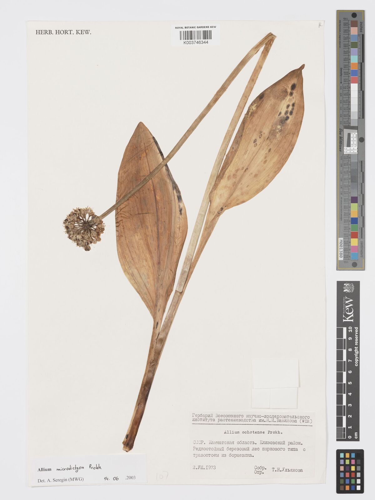 Allium microdictyon Prokh. | Plants of the World Online | Kew Science