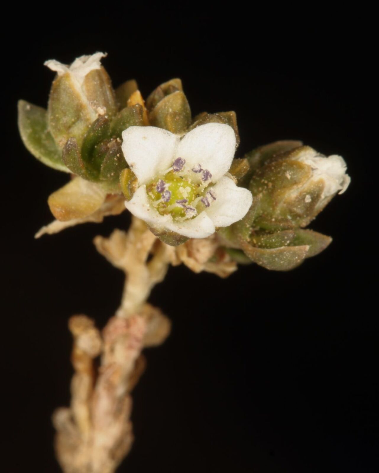 Arenaria rivularis Phil. | Plants of the World Online | Kew Science