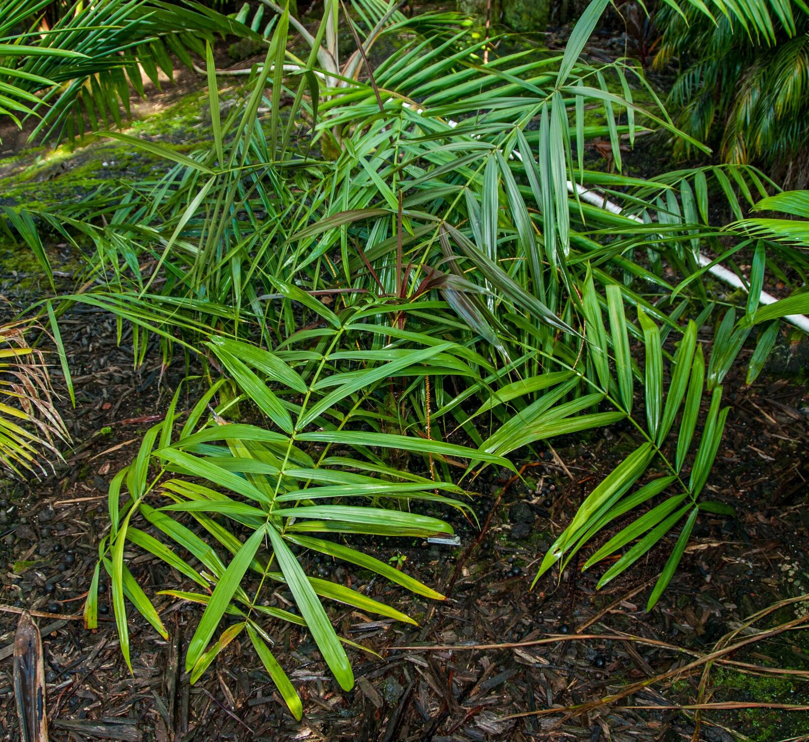 Calyptrocalyx reflexus J.Dransf. & Marcus | Plants of the World Online ...