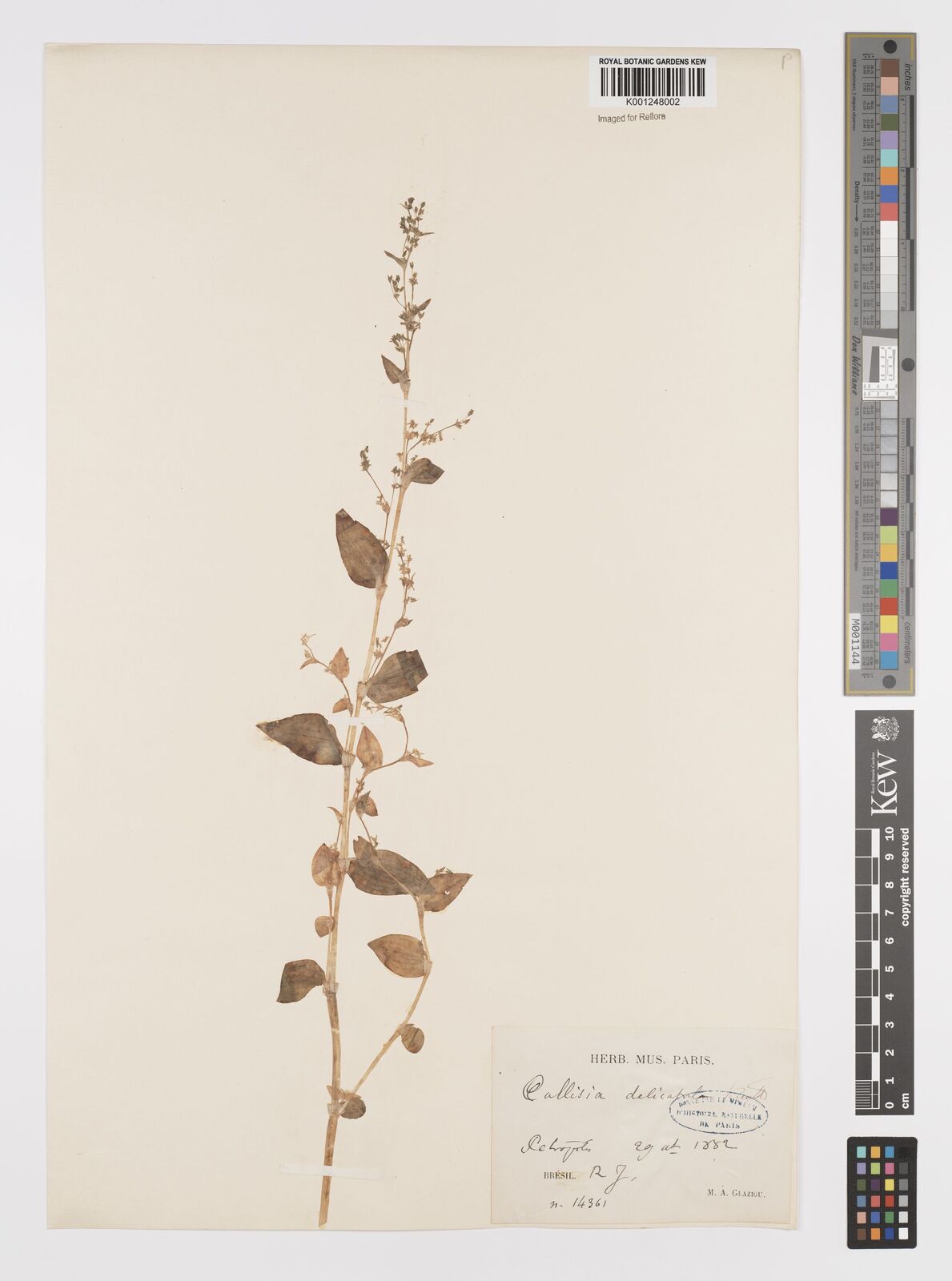 Callisia monandra (Sw.) Schult. & Schult.f. | Plants of the World ...