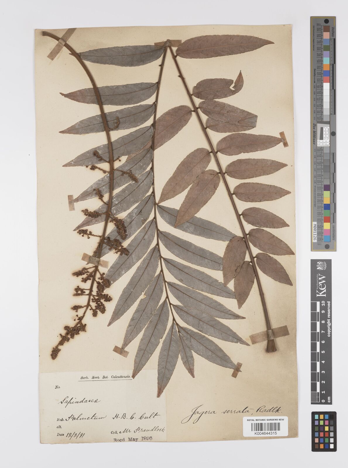 Jagera Blume | Plants of the World Online | Kew Science