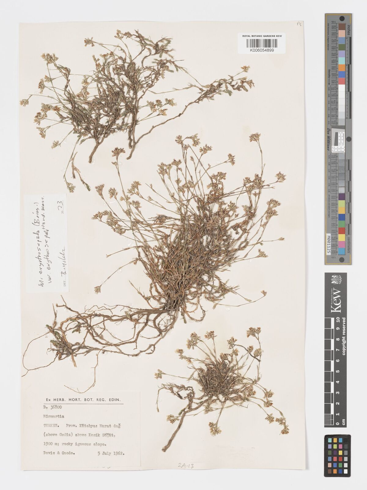Minuartia erythrosepala var. erythrosepala | Plants of the World Online ...