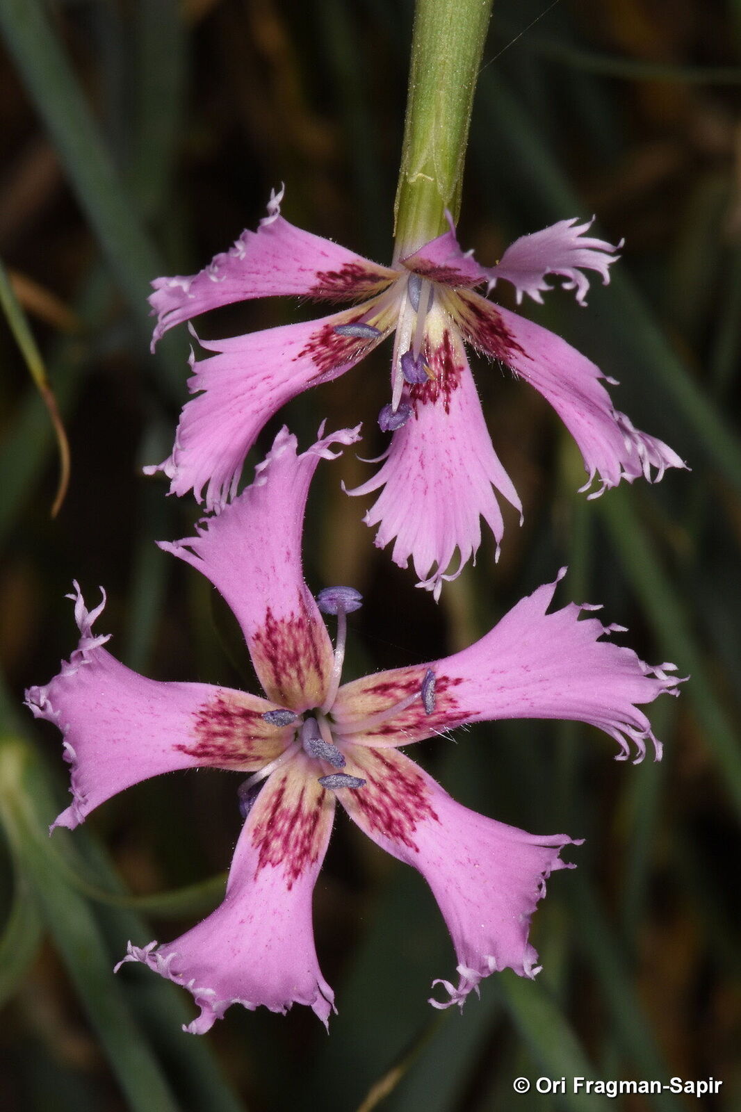 Dianthus pendulus Boiss. & C.I.Blanche | Plants of the World Online ...