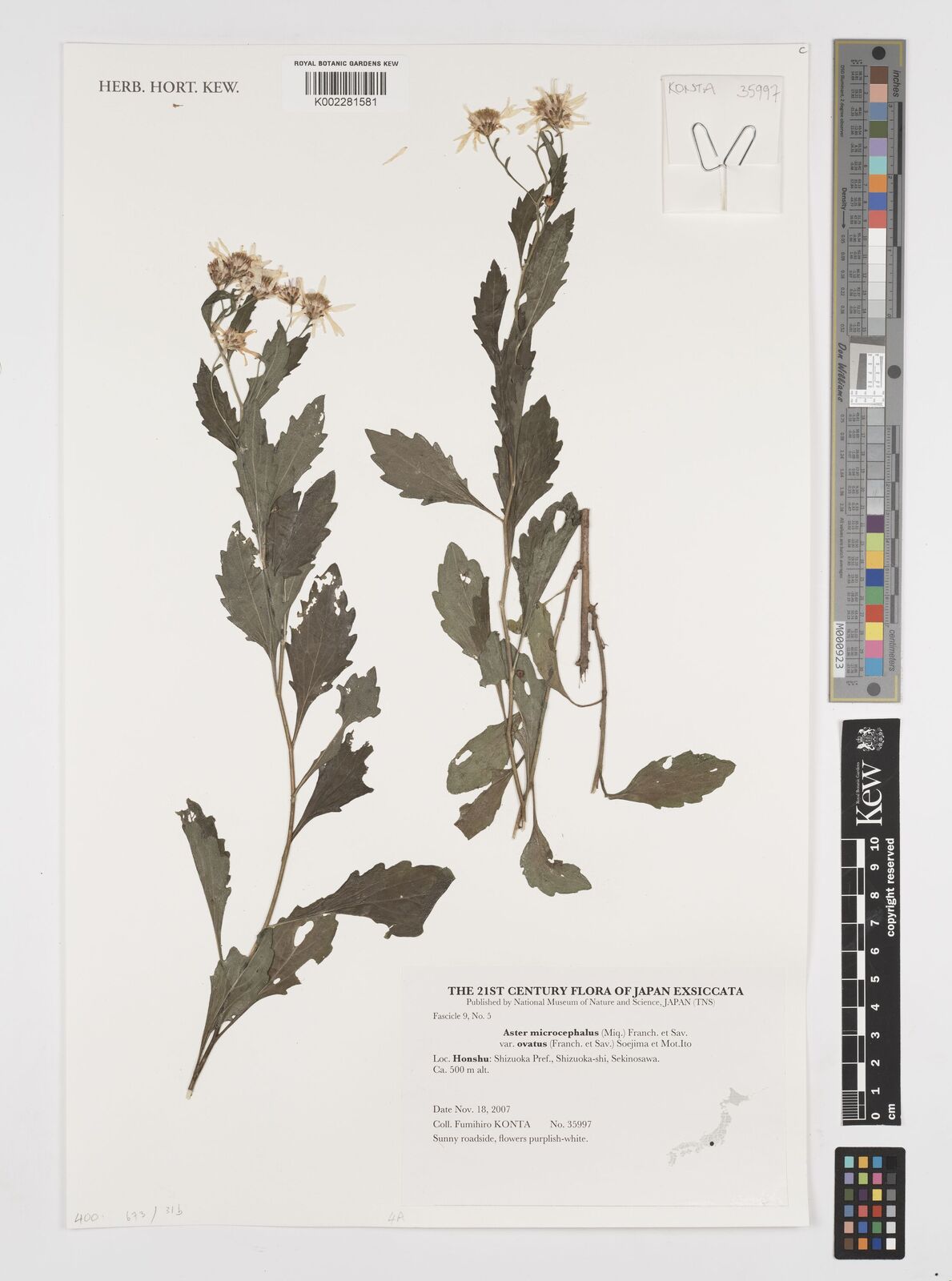 Aster microcephalus var. ovatus (Franch. & Sav.) Soejima & Mot.Ito ...