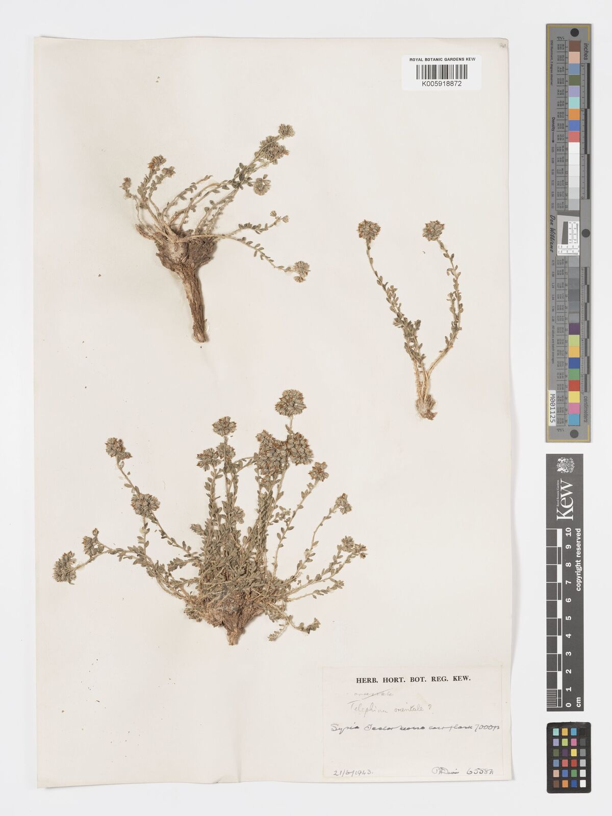 Telephium imperati subsp. orientale (Boiss.) Nyman | Plants of the ...