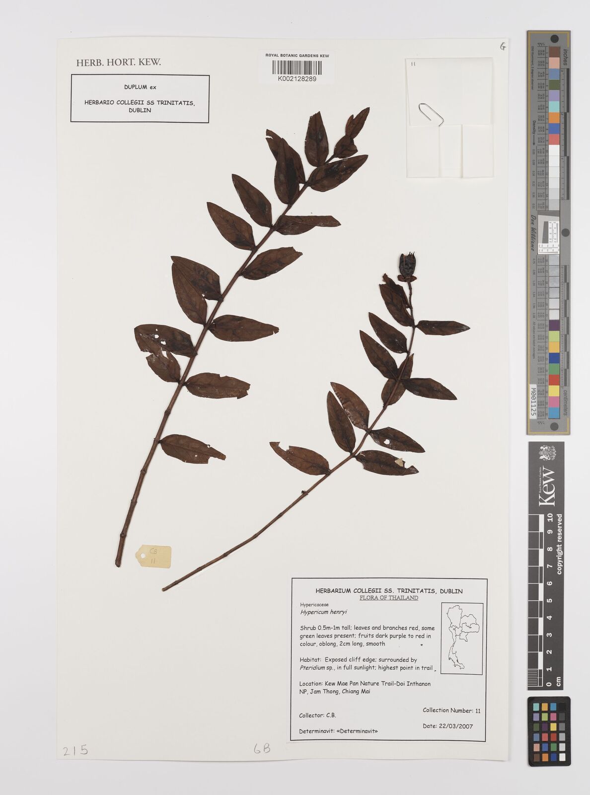 Hypericum henryi H.Lév. & Vaniot | Plants of the World Online | Kew Science