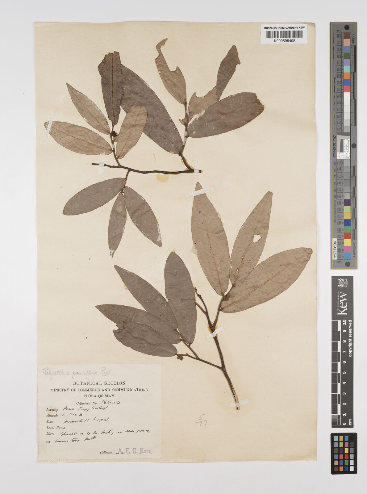 Polyalthia parviflora Ridl. | Plants of the World Online | Kew Science