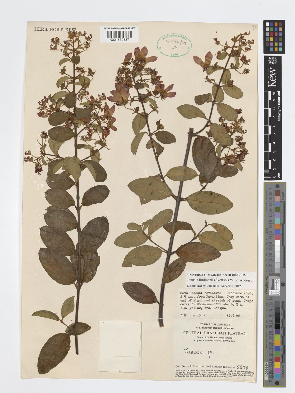 Janusia lindmanii (Skottsb.) W.R.Anderson | Plants of the World Online ...