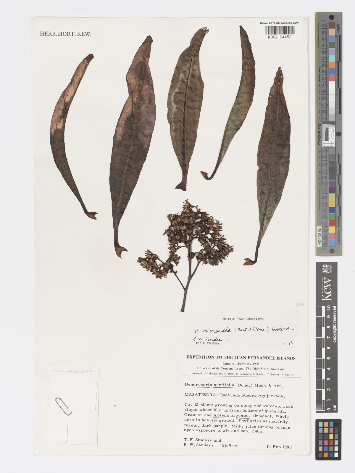 Sonchus micranthus (Bertero ex Decne.) S.C.Kim & Mejías | Plants of the ...