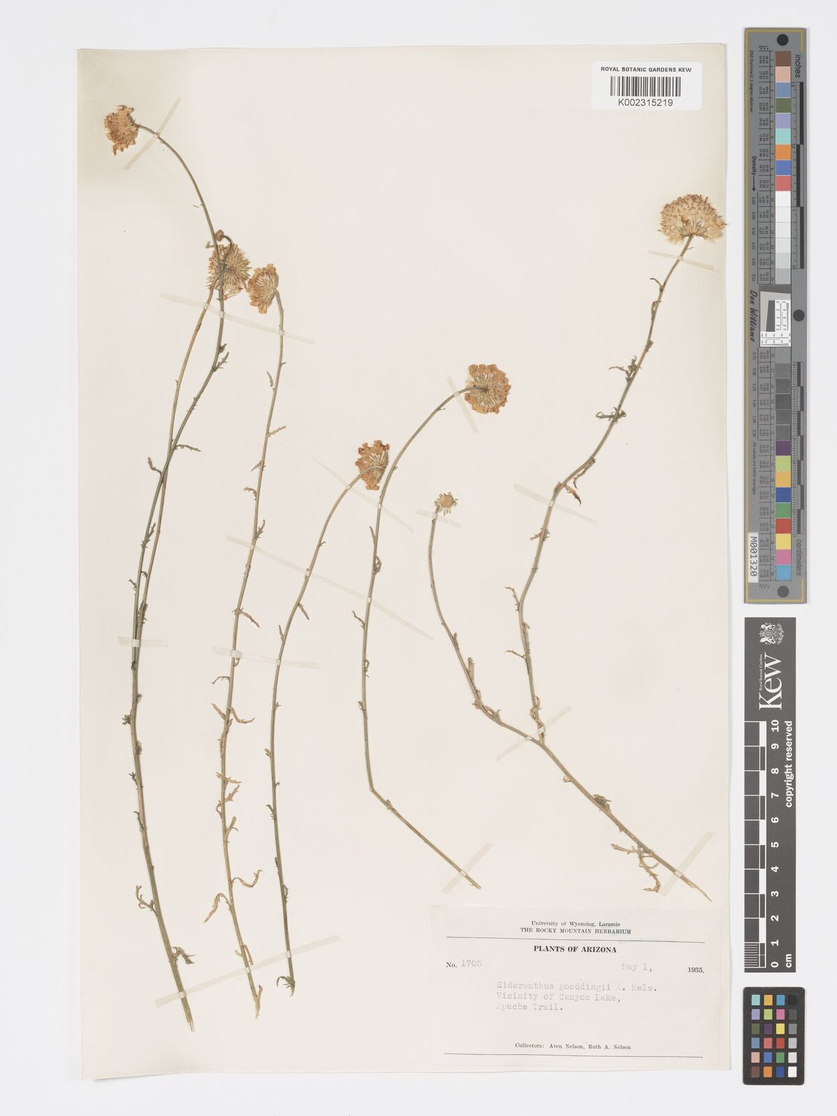 Xanthisma spinulosum var. gooddingii (Rydb.) D.R.Morgan & R.L.Hartm ...
