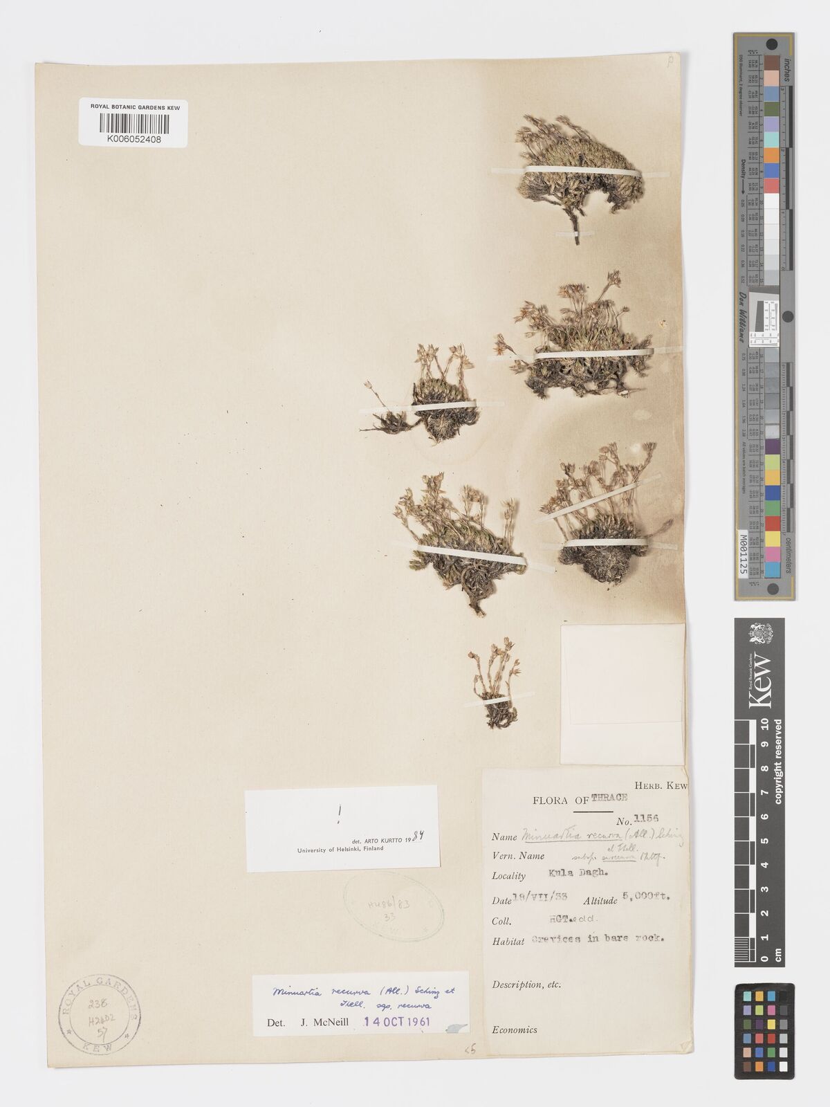 Minuartia recurva subsp. recurva | Plants of the World Online | Kew Science