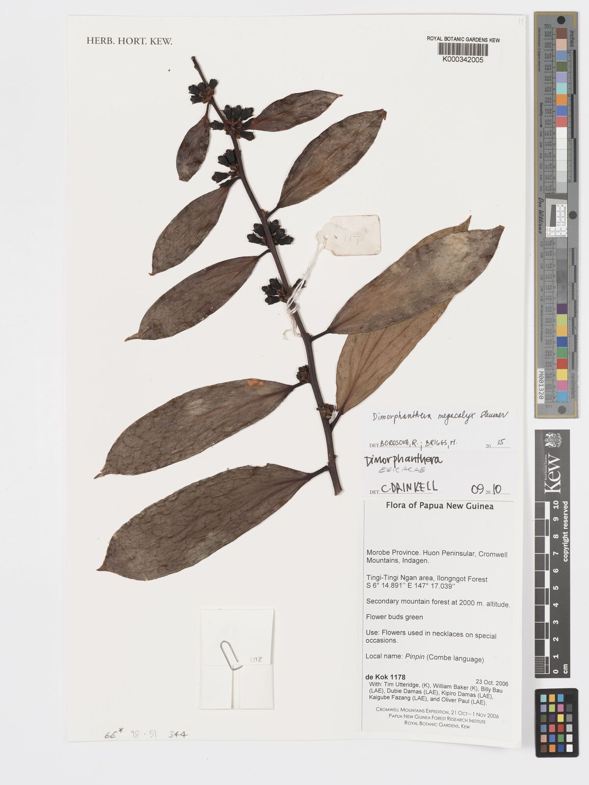 Dimorphanthera megacalyx Sleumer | Plants of the World Online | Kew Science