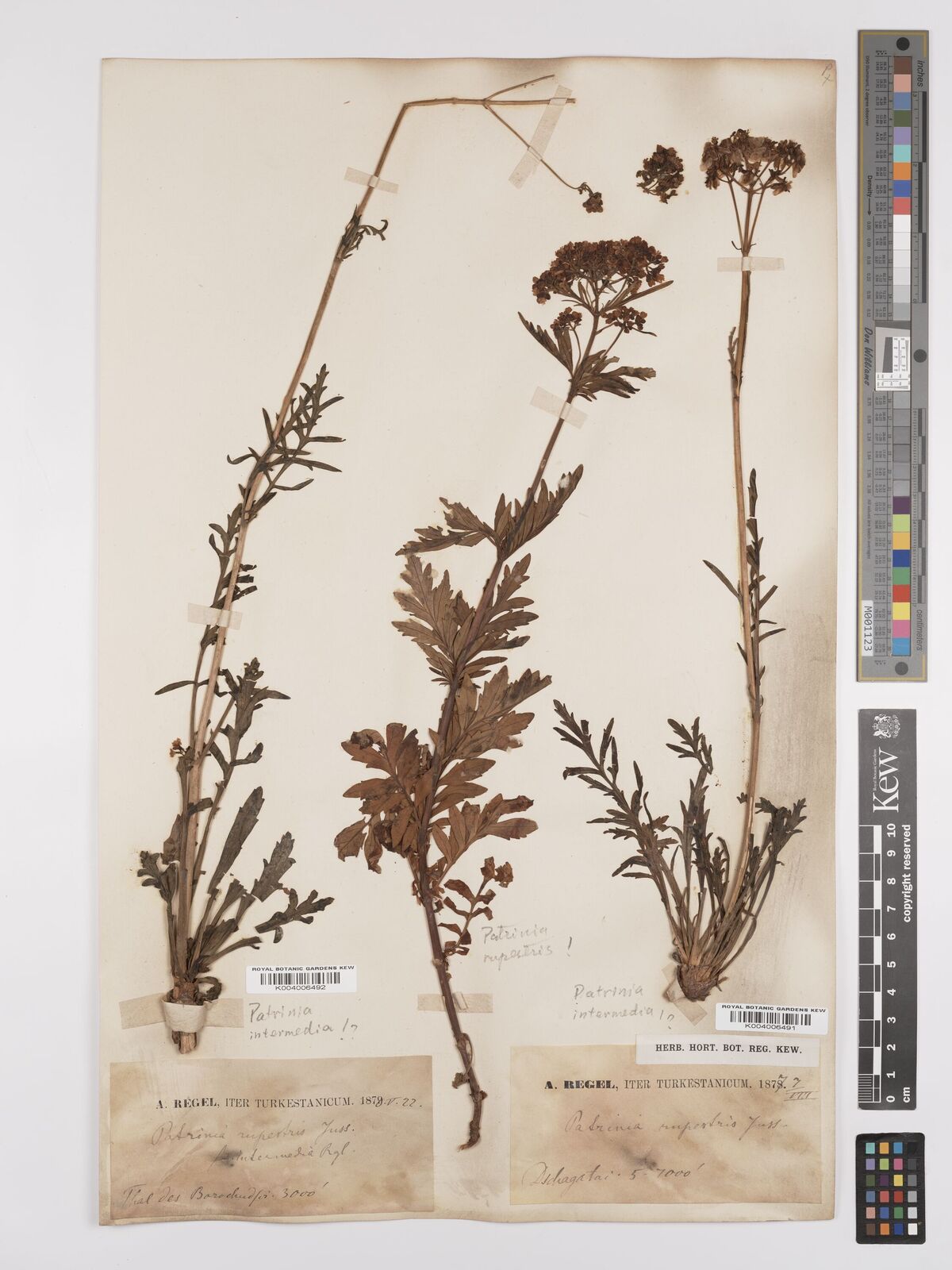 Patrinia rupestris (Pall.) Dufr. | Plants of the World Online | Kew Science